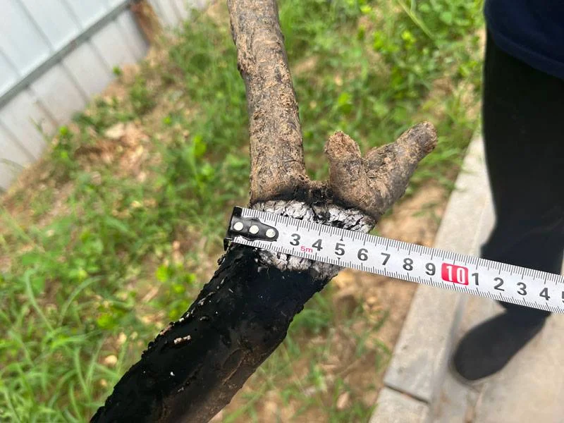 Is the Laser Tree Trimmer Worth It? An In-Depth Review